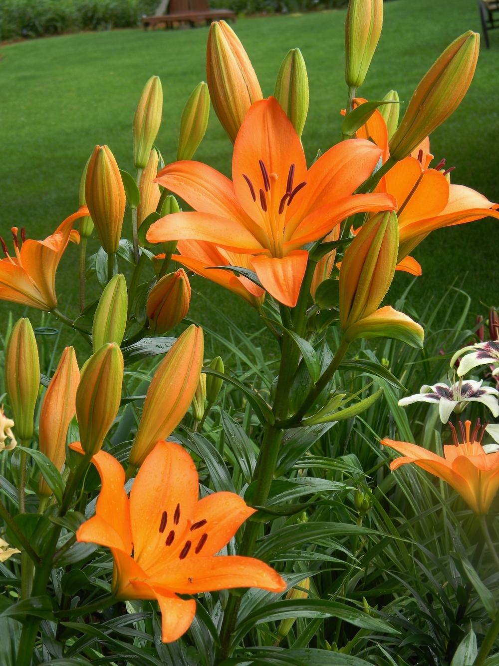 Photo of the bloom of Lily (Lilium 'Brunello') posted by mattsmom ...