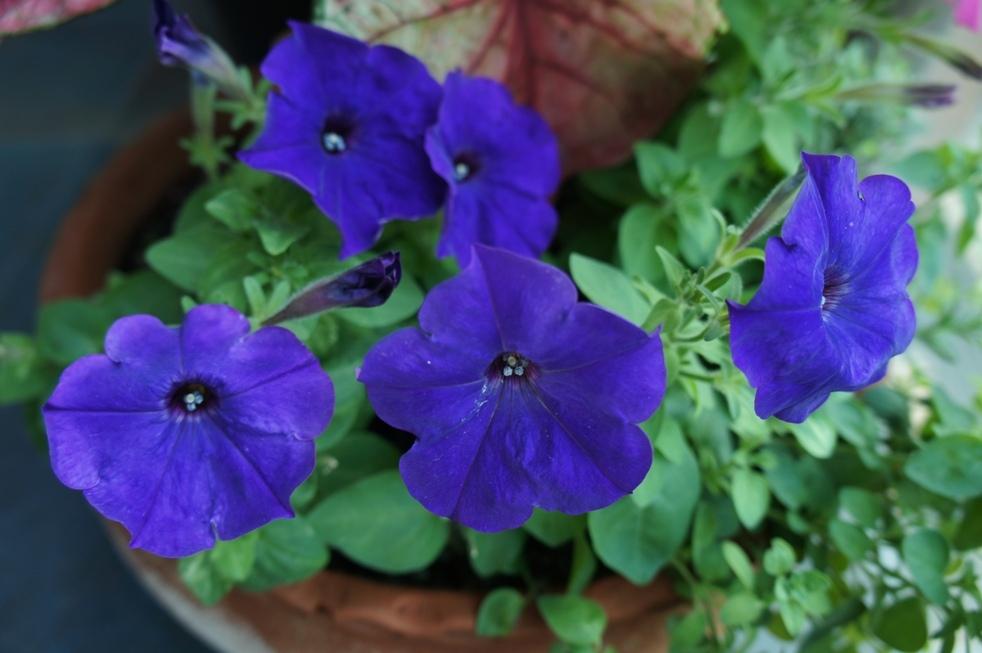 Floribunda Petunia (Petunia Madness® Midnight) in the Petunias Database ...