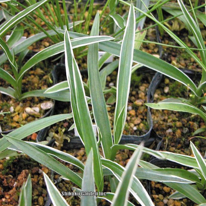 Orchid (Pecteilis radiata 'Ginga') - Garden.org