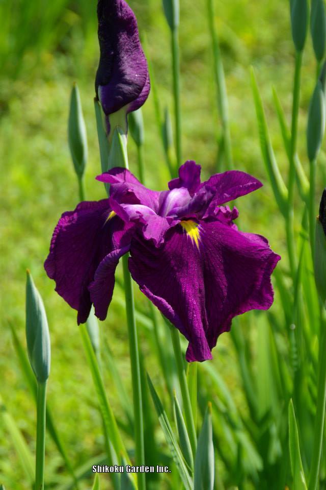 Japanese Iris (Iris ensata 'Asahi no Sato') in the Irises Database ...