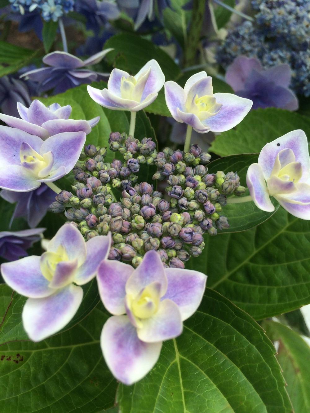 Photo of the bloom of Hydrangea (Hydrangea macrophylla Double Delights ...