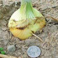 Photo of the bulb of Garden Onion (Allium cepa 'Highlander') posted by ...