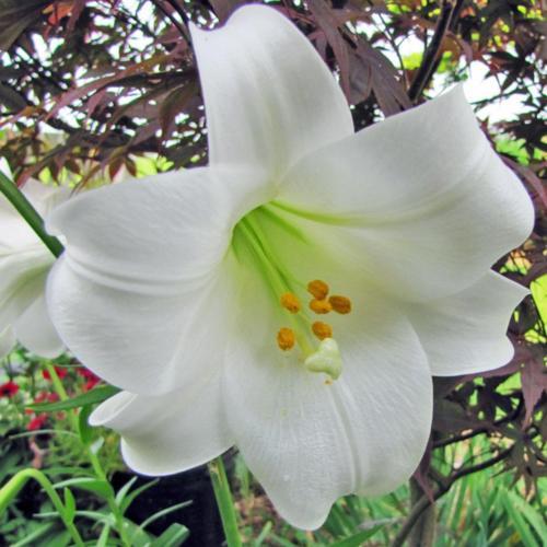 Lily (Lilium formosanum 'Snow Queen') in the Lilies Database - Garden.org