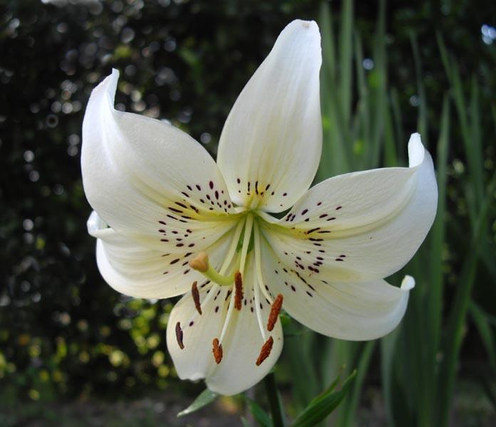 Photo of the stamens, filaments and pistils of Lily (Lilium 'White ...