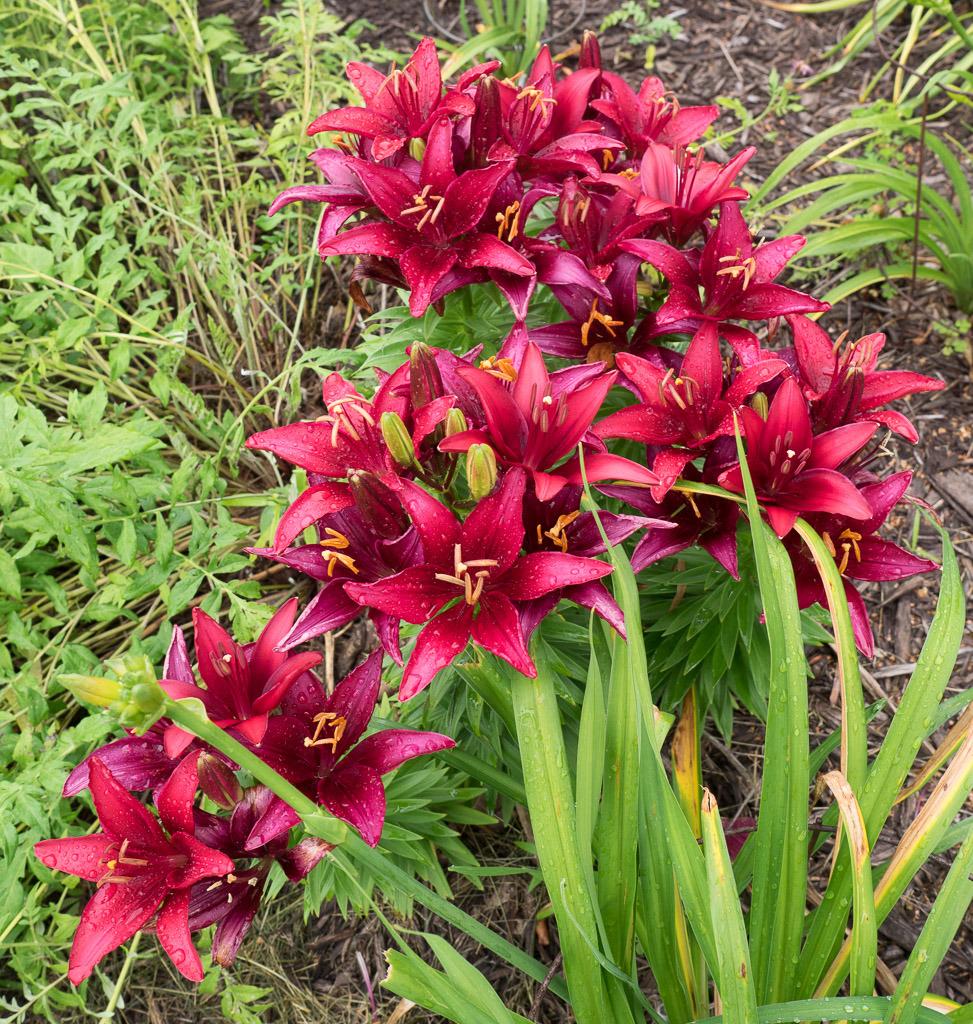 Photo of the entire plant of Lily (Lilium Lily Looks™ Tiny Ghost ...