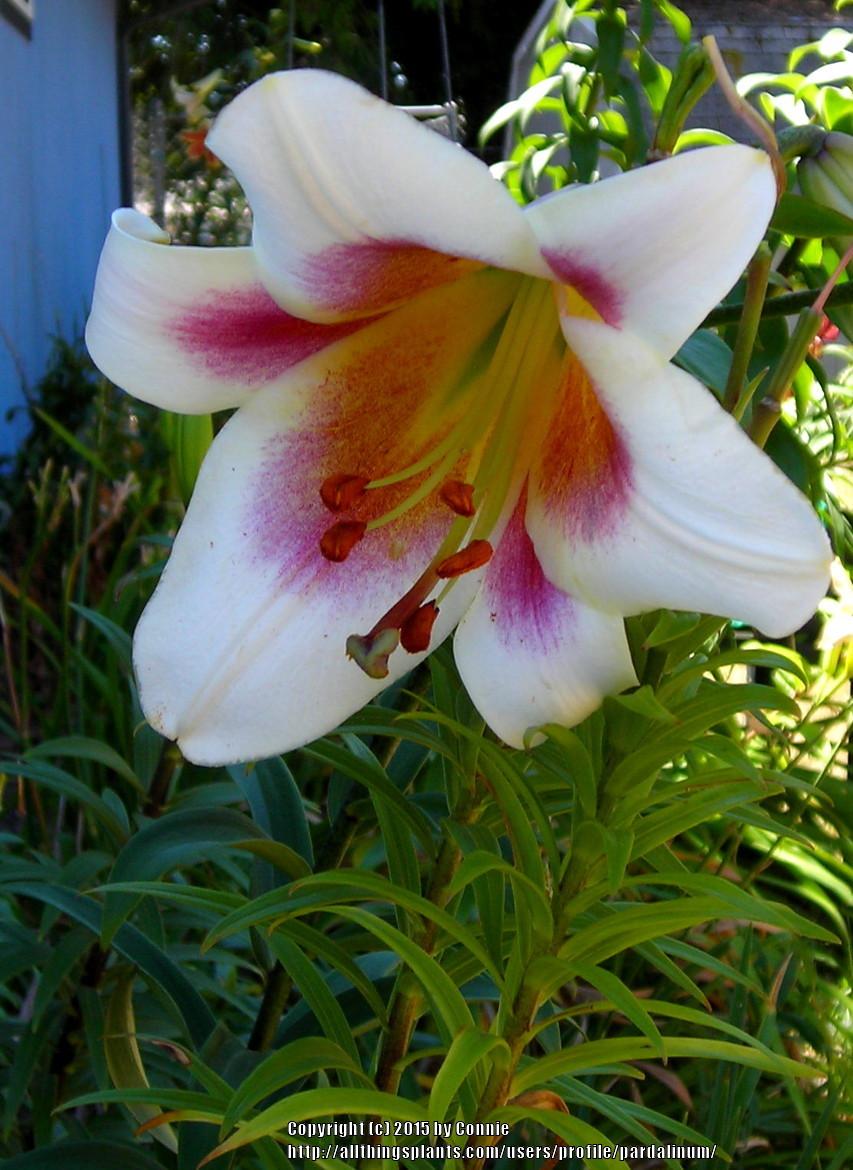 Photo of the bloom of Lily (Lilium 'Passion Moon') posted by pardalinum ...