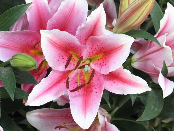 Lily (Lilium 'Tiber') in the Lilies Database - Garden.org