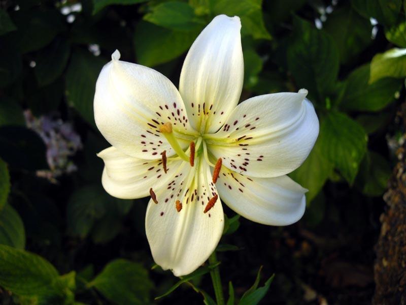Photo of the bloom of Lily (Lilium 'White Twinkle') posted by ...