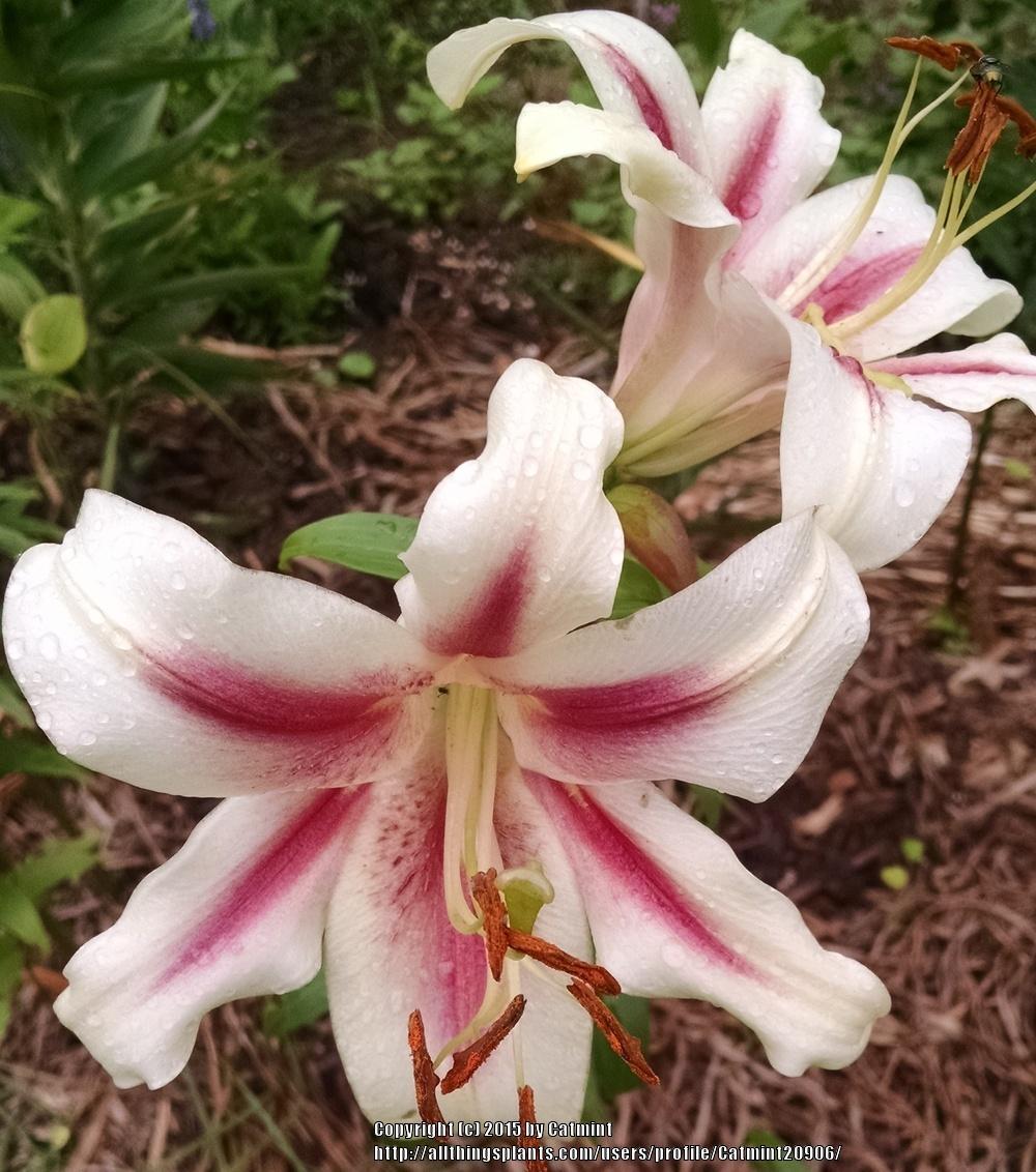 Photo of the bloom of Lily (Lilium 'Lavon') posted by Catmint20906 ...
