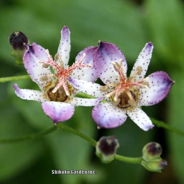 Toad Lily (Tricyrtis 'Shizuka Gozen') in the Toad Lilies Database ...