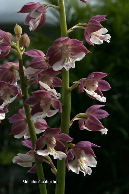 Orchid (Calanthe 'Kojima Purple') - Garden.org
