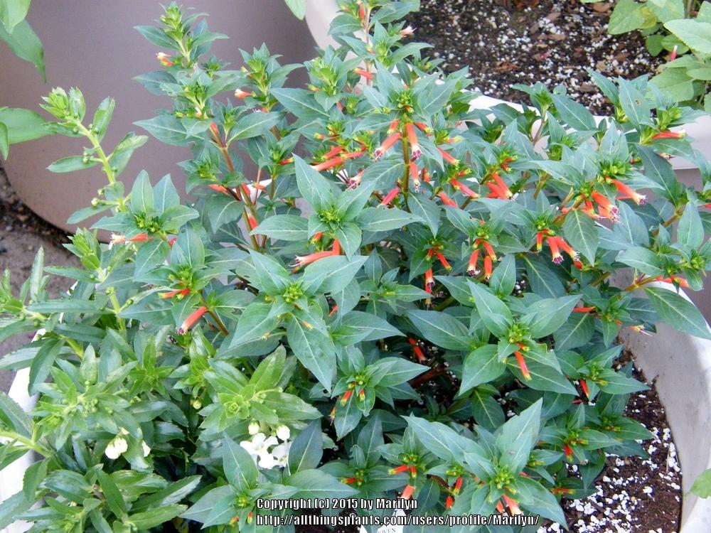 Photo of the leaves of Large Firecracker Plant (Cuphea Vermillionaire ...