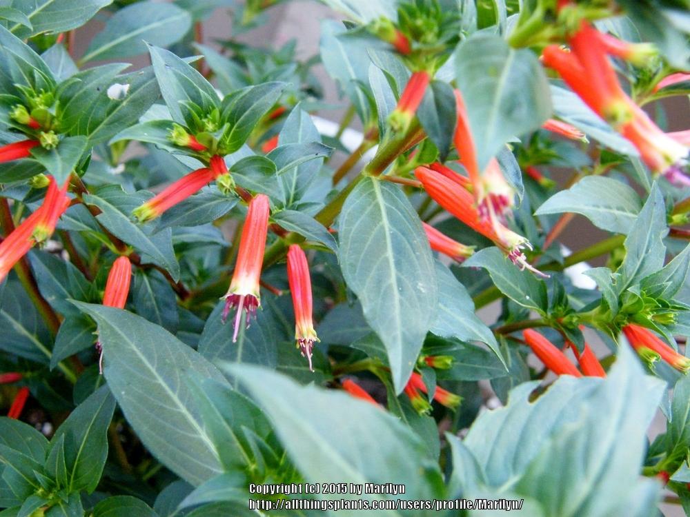 Photo of the bloom of Large Firecracker Plant (Cuphea Vermillionaire ...