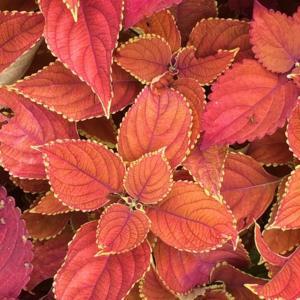 Coleus (Coleus scutellarioides 'Gold Edge') in the Coleus Database ...