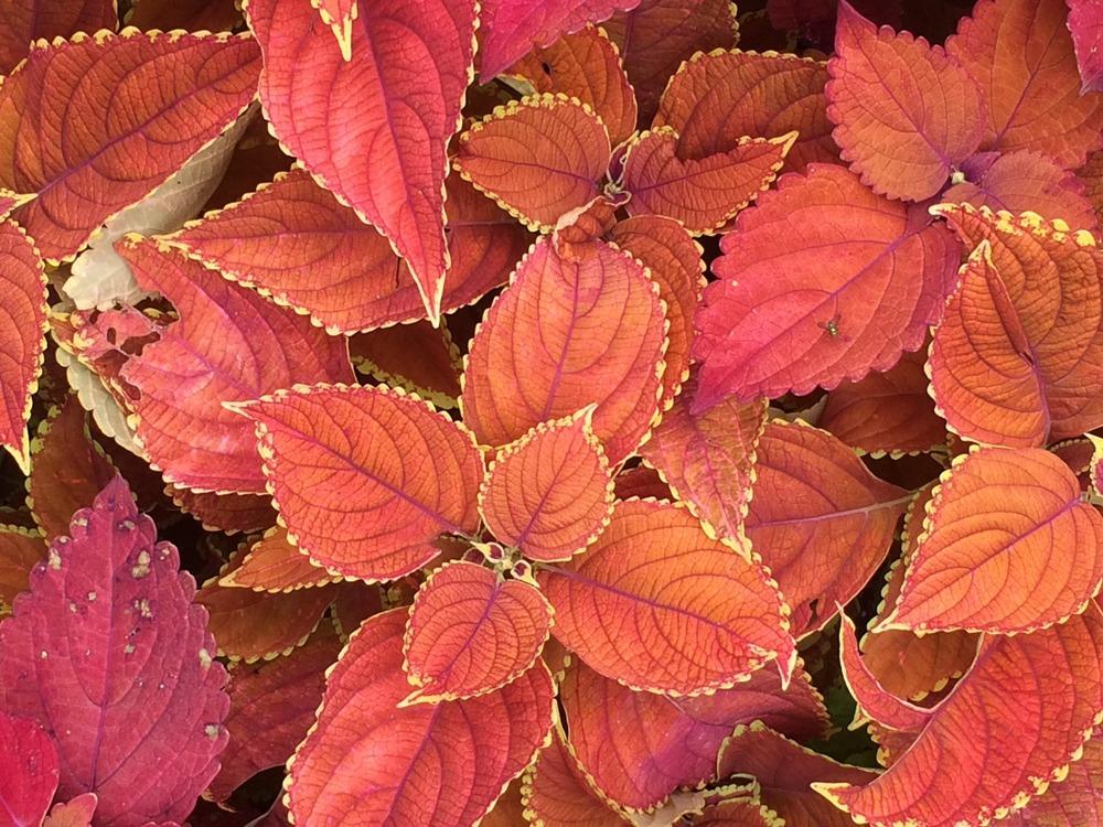 Coleus (Coleus scutellarioides 'Gold Edge') in the Coleus Database ...