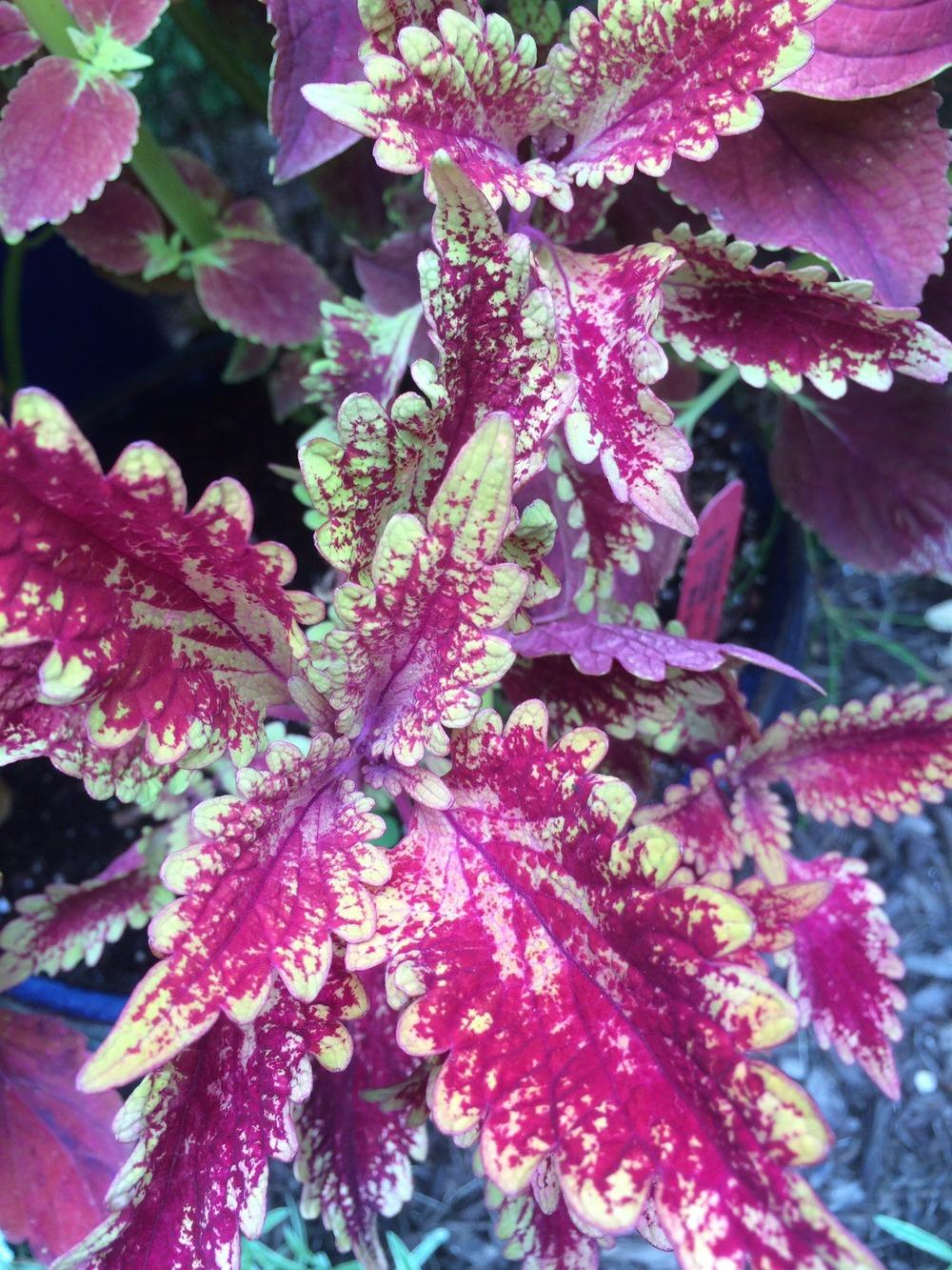 Coleus (Coleus scutellarioides 'Red Planet') in the Coleus Database ...