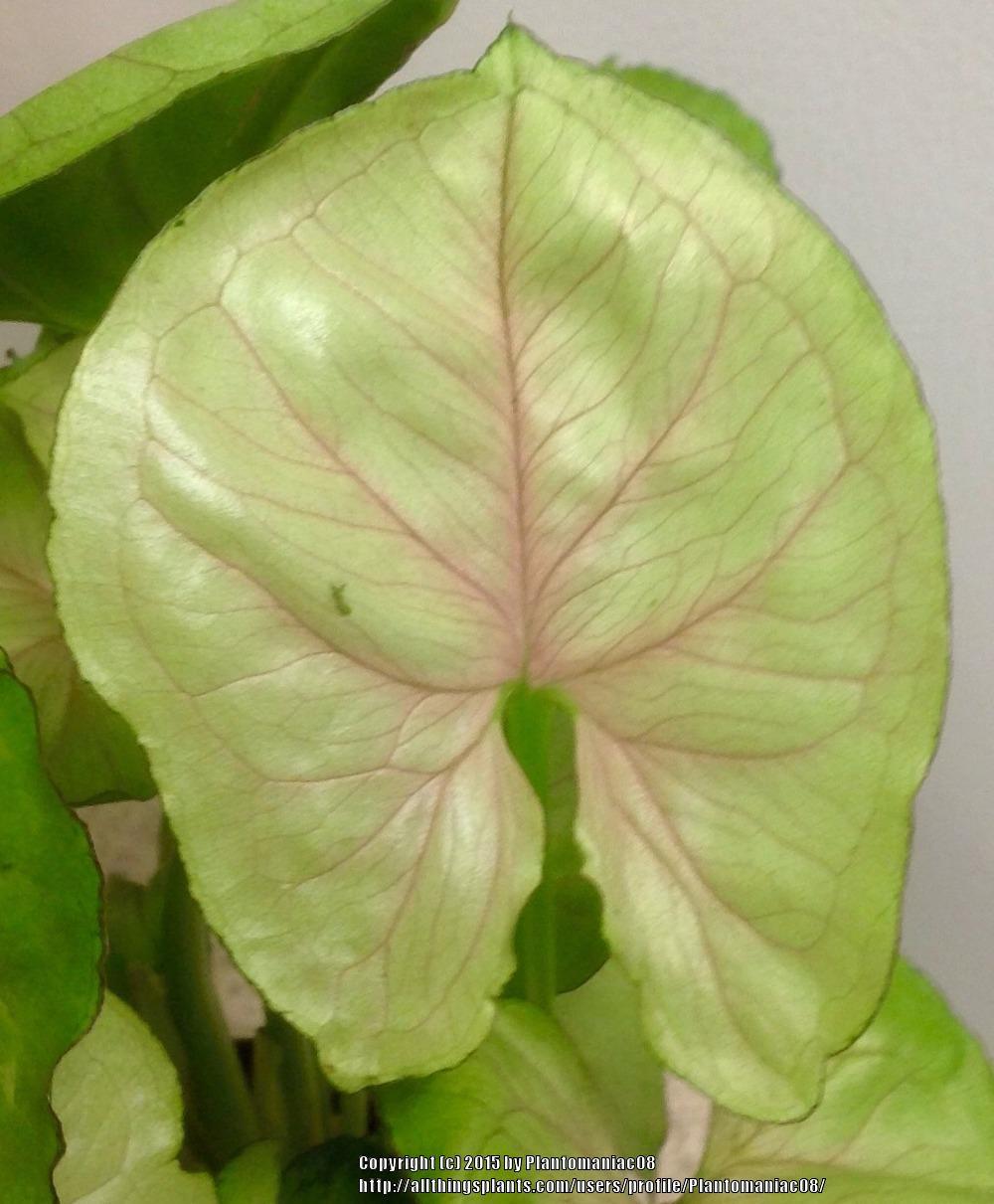 Photo of the leaves of Arrowhead Vine (Syngonium podophyllum 'Bold ...