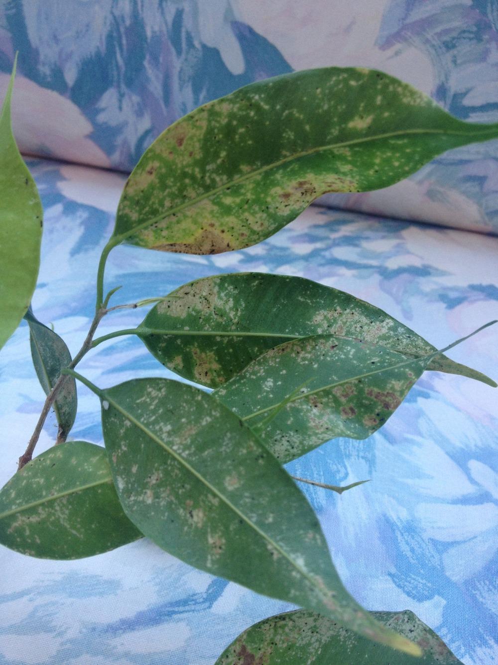 Ficus diseases in the Ask a Question forum - Garden.org