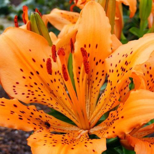 Species Lily (Lilium maculatum) in the Lilies Database - Garden.org