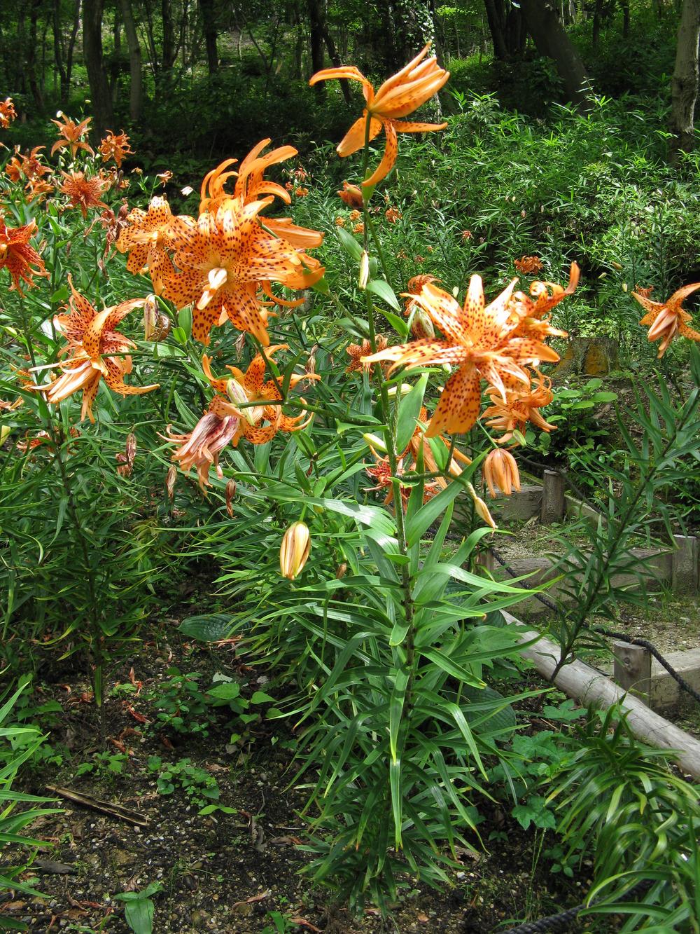 Photo of the entire plant of Double Tiger Lily (Lilium lancifolium ...