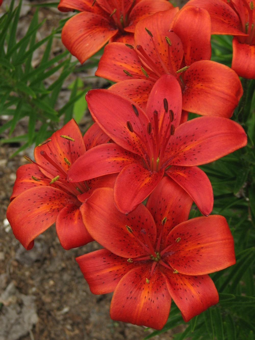 Lily (Lilium 'Polinka') in the Lilies Database - Garden.org