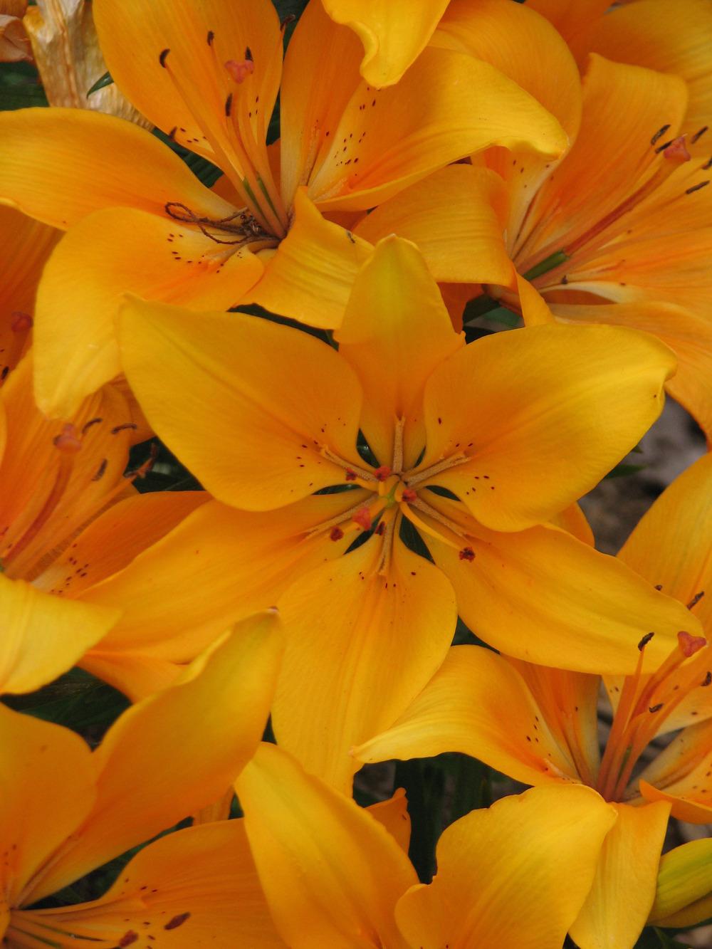 Lily (Lilium 'Inka') in the Lilies Database - Garden.org