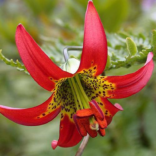 Lily (Lilium occidentale) in the Lilies Database - Garden.org