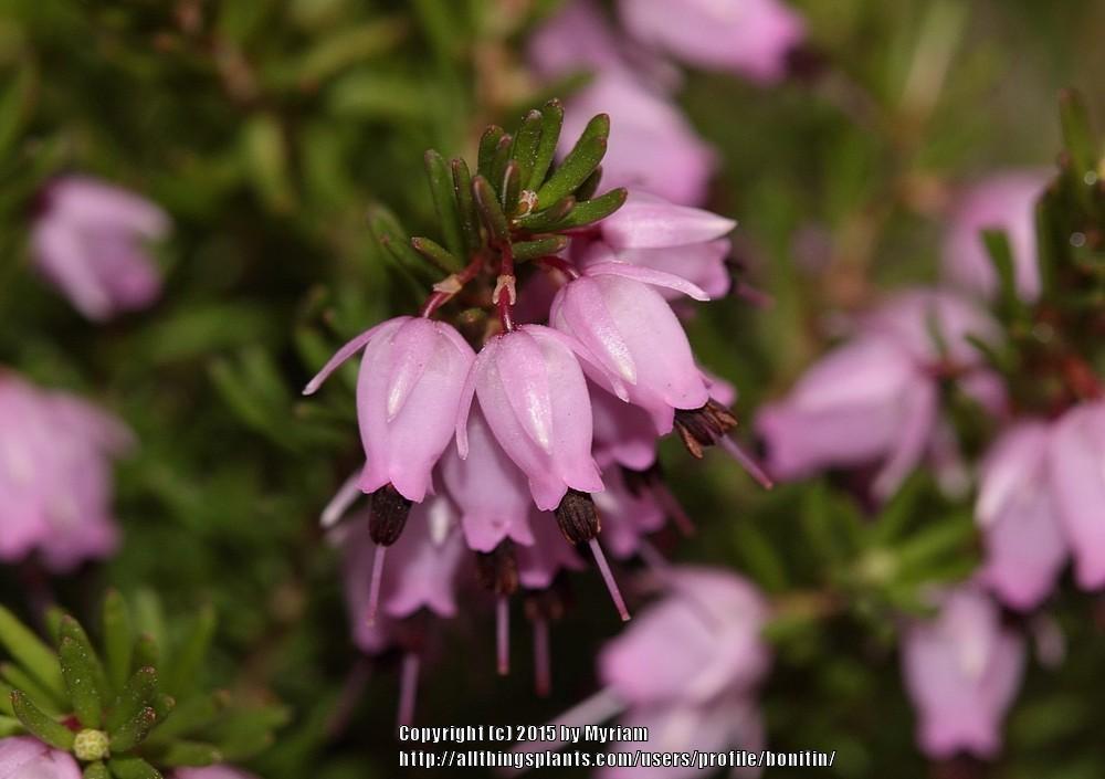 Photo of the bloom of Cornish Heath (Erica vagans 'Mrs. D. F. Maxwell ...