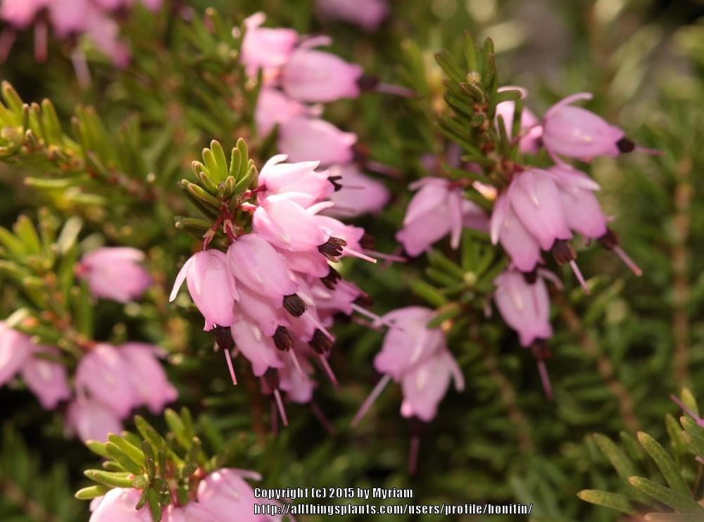 Photo of the bloom of Cornish Heath (Erica vagans 'Mrs. D. F. Maxwell ...