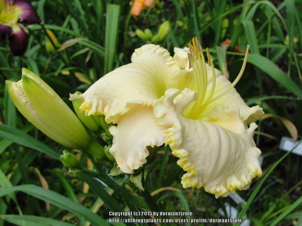 Photo of the bloom of Daylily (Hemerocallis 'President Ronald Reagan ...