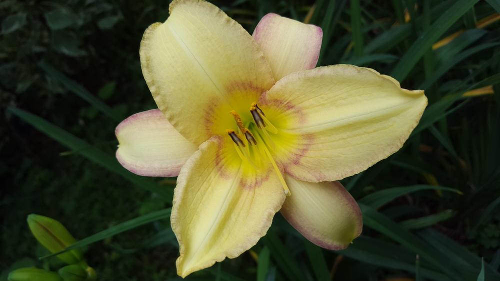 Photo of the bloom of Daylily (Hemerocallis 'Delicate Design') posted ...