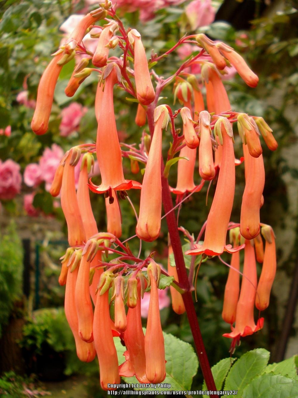 Photo of the bloom of Cape Fuchsia (Phygelius Funfair Orange) posted by ...