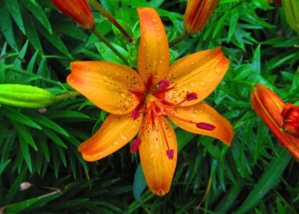 Photo of the bloom of Lily (Lilium 'Ember') posted by jmorth - Garden.org