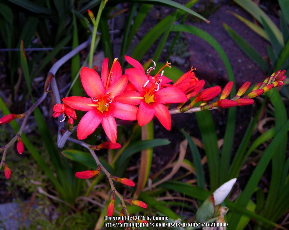Crocosmias: Plant Care and Collection of Varieties - Garden.org