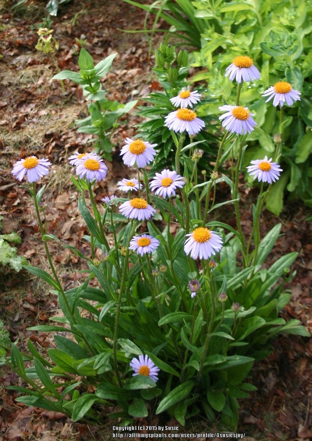 Photo of the entire plant of East Indies Aster (Aster tongolensis ...