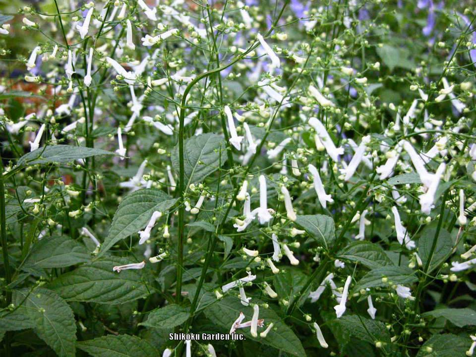 Trumpet Spurflower (Isodon longitubus 'Alba') - Garden.org