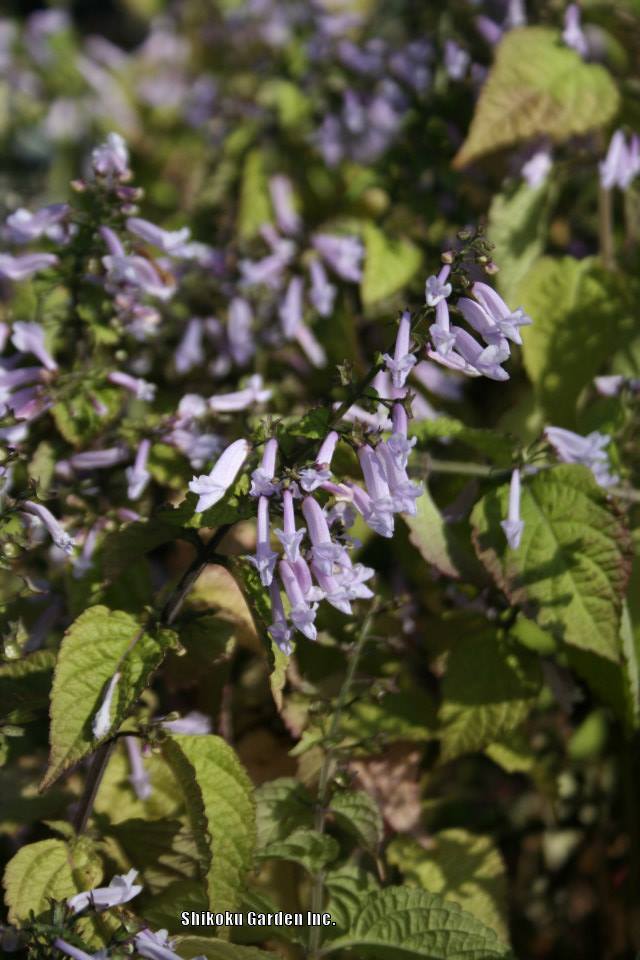 Long-Tubed Trumpet Spurflower (Isodon longitubus 'Momobana') - Garden.org