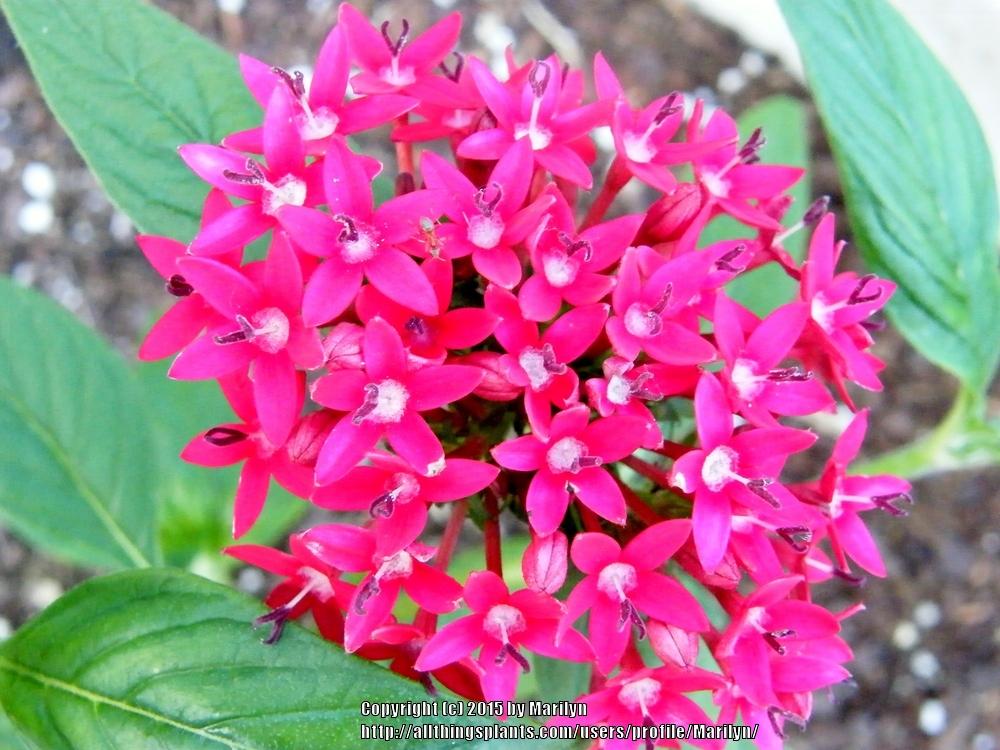 Egyptian Star Cluster (Pentas lanceolata 'Ruby Glow') - Garden.org