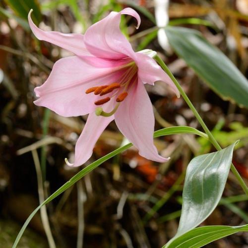 Lily (Lilium japonicum var. japonicum) in the Lilies Database - Garden.org