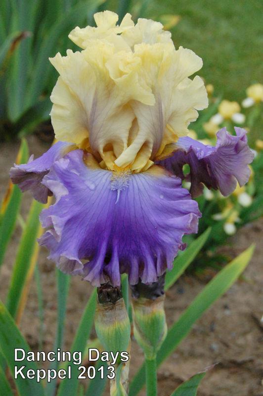 Photo of the bloom of Tall Bearded Iris (Iris 'Dancing Days') posted by ...