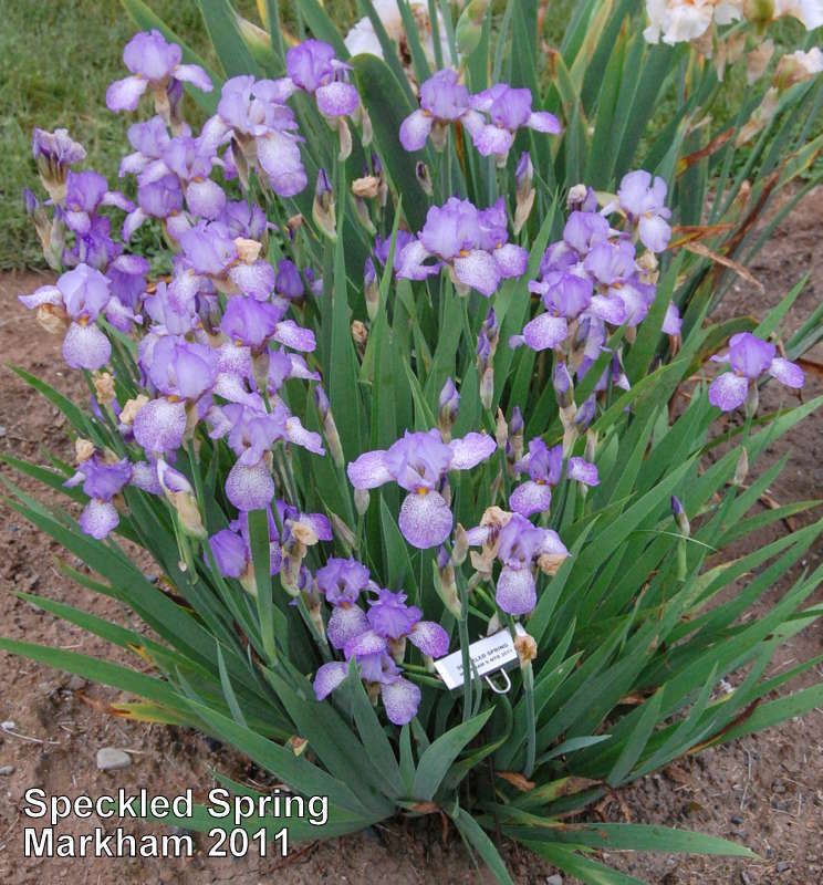 Photo of the entire plant of Miniature Tall Bearded Iris (Iris ...