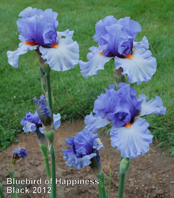 Photo of the bloom of Tall Bearded Iris (Iris 'Bluebird of Happiness') posted by coboro - Garden.org