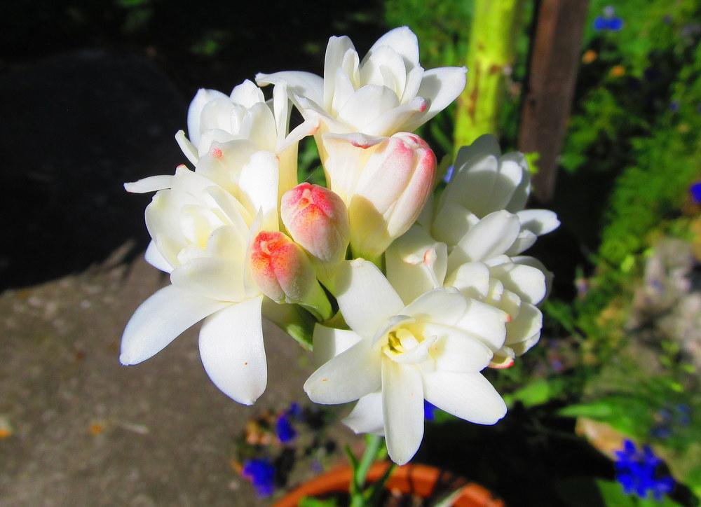 Photo of the bloom of Double Flowering Tuberose (Agave polianthes 'The ...