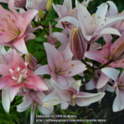 Photo of the bloom of Lily (Lilium 'Elodie') posted by scflowers ...