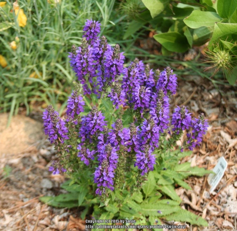 Photo of the entire plant of Sage (Salvia nemorosa Marcus®) posted by ...