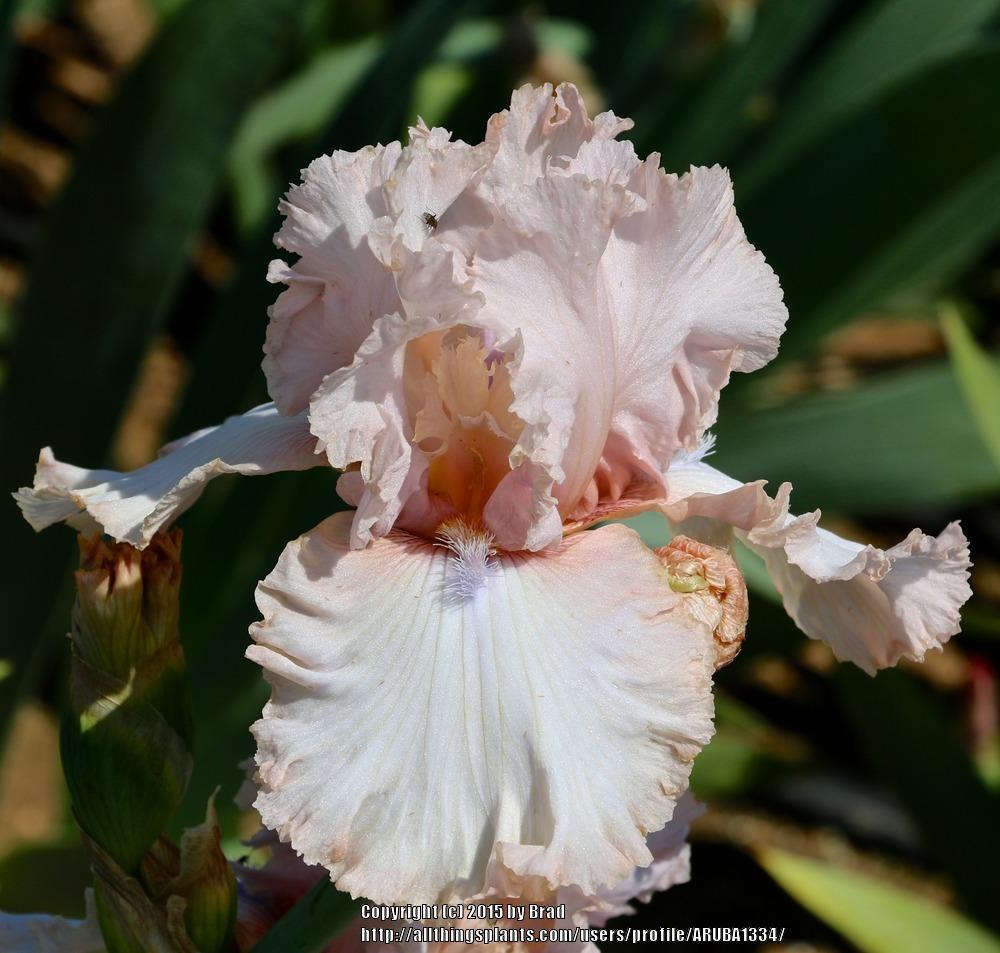 Tall Bearded Iris (Iris 'Let It Be Me') in the Irises Database - Garden.org