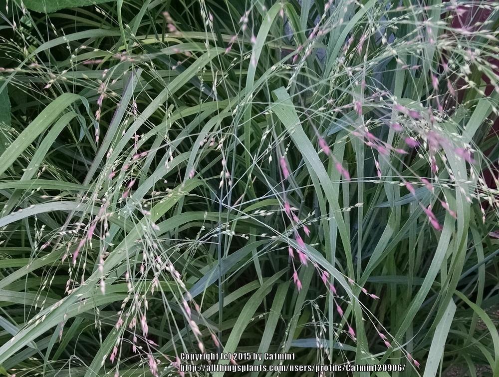 Photo of the bloom of Switch Grass (Panicum virgatum 'Shenandoah ...