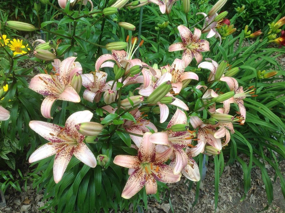 Lily (Lilium 'Tropical Breeze') in the Lilies Database - Garden.org