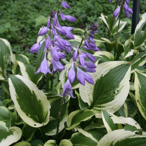 Hosta (Hosta sieboldii 'Sanbongi Nishiki') in the Hostas Database ...
