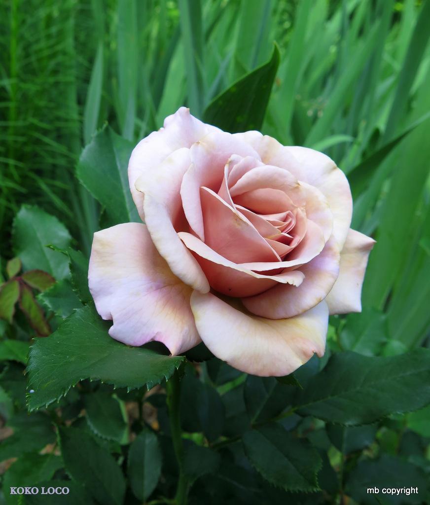 Photo of the bloom of Rose (Rosa 'Koko Loko') posted by MargieNY ...